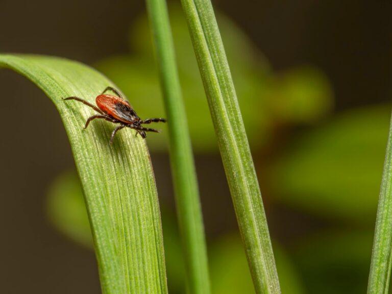 Understanding Tick Life Cycle: Timing Tick Control Services | GreenTurf